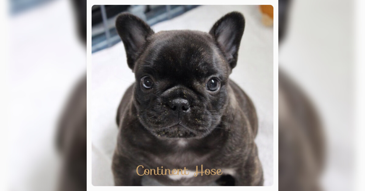 Continent House (@continentouse) | Onelink